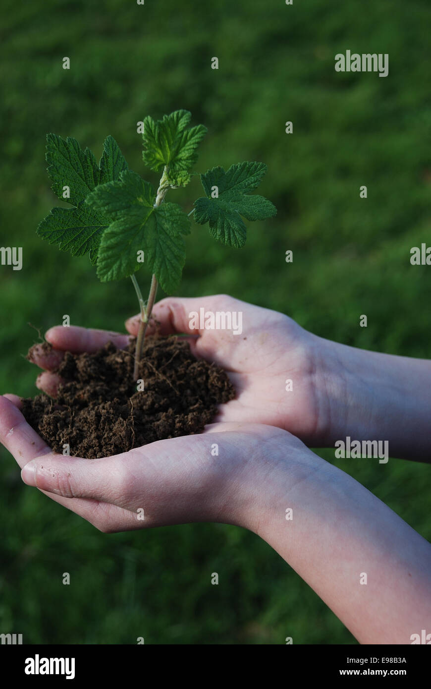 Feeding plant seedling hi-res stock photography and images - Alamy