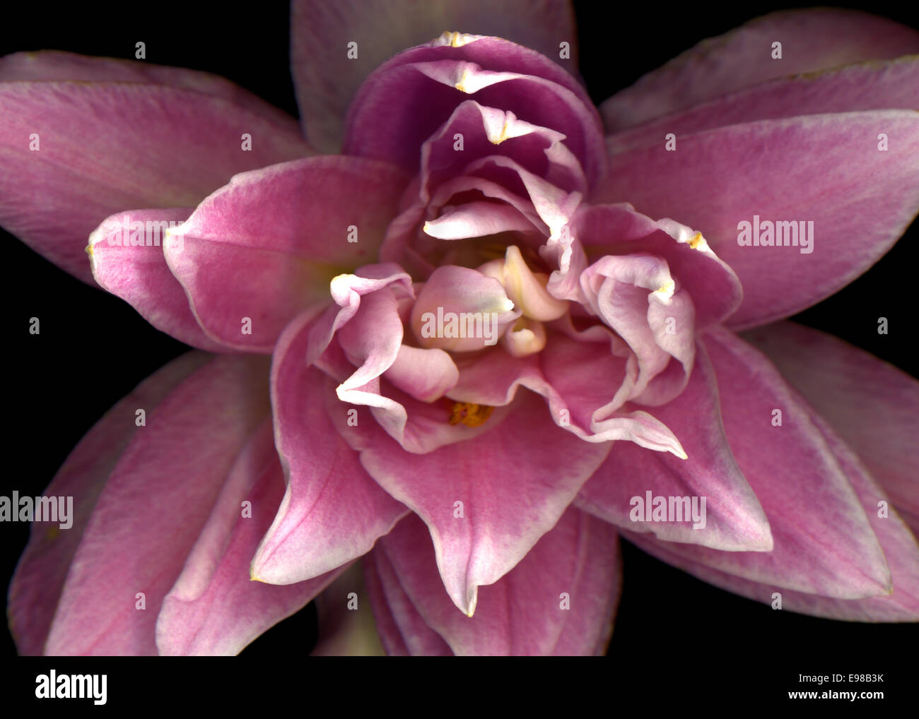 Lilium double flower hi-res stock photography and images - Alamy