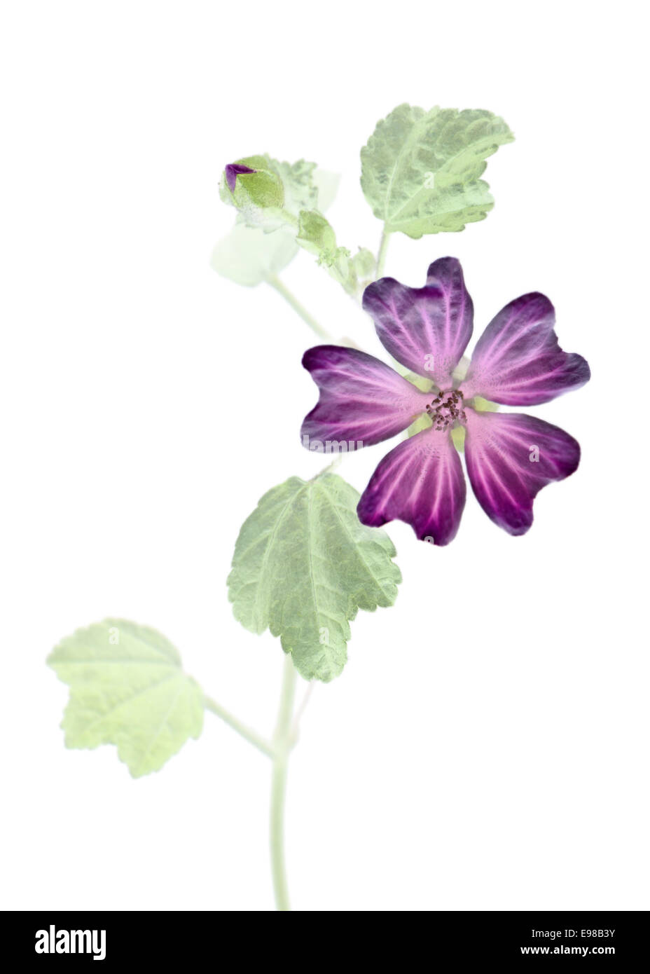 Mallow stem hi-res stock photography and images - Alamy
