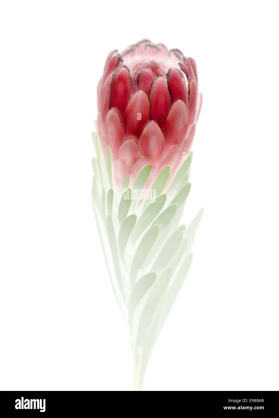 Protea protea protea Cut Out Stock Images & Pictures - Alamy