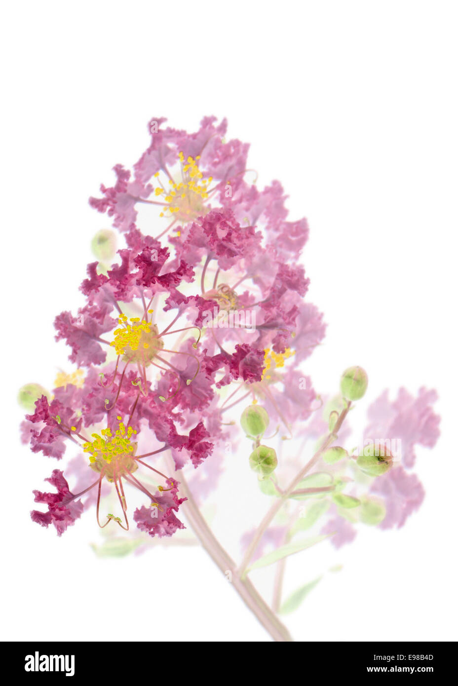 Myrtle flower Cut Out Stock Images & Pictures - Alamy