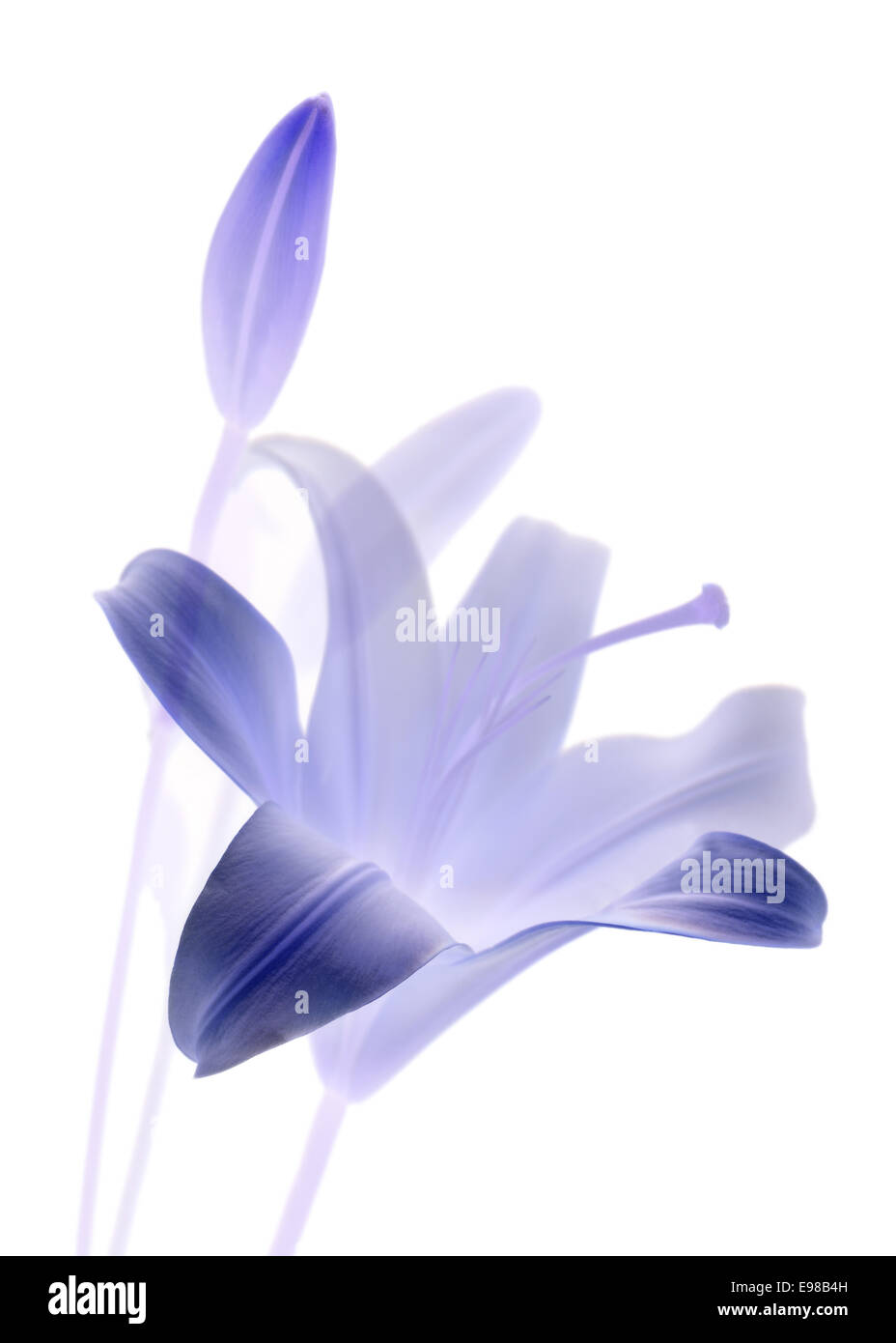 Lily silhouette Cut Out Stock Images & Pictures - Alamy