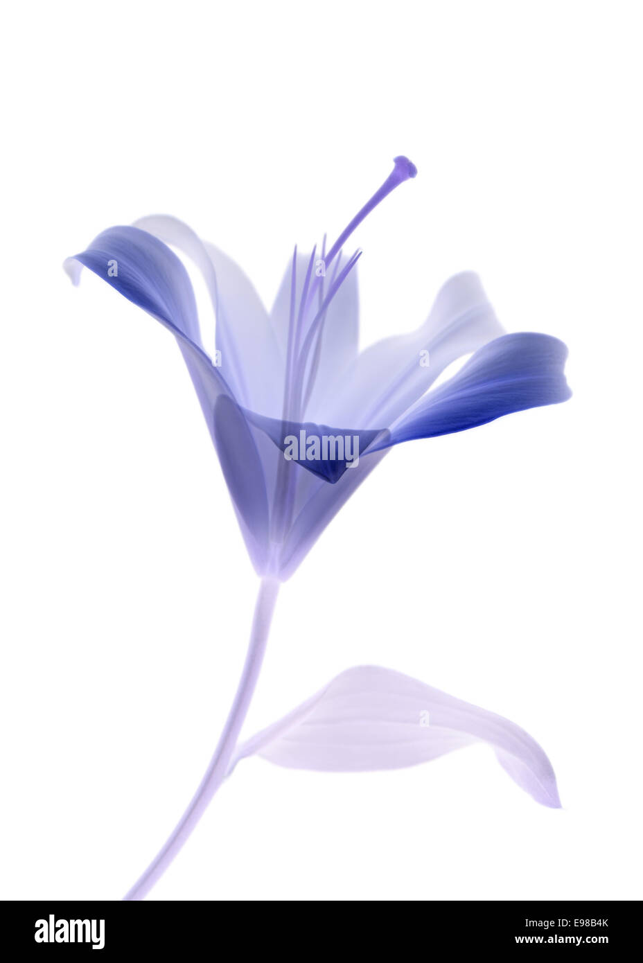 Lily silhouette Cut Out Stock Images & Pictures - Alamy