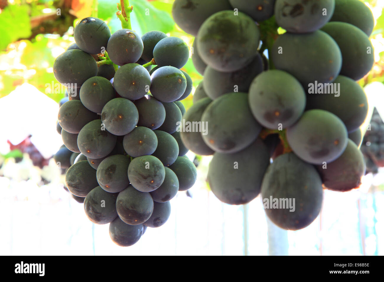 Two large grapes hi-res stock photography and images - Alamy