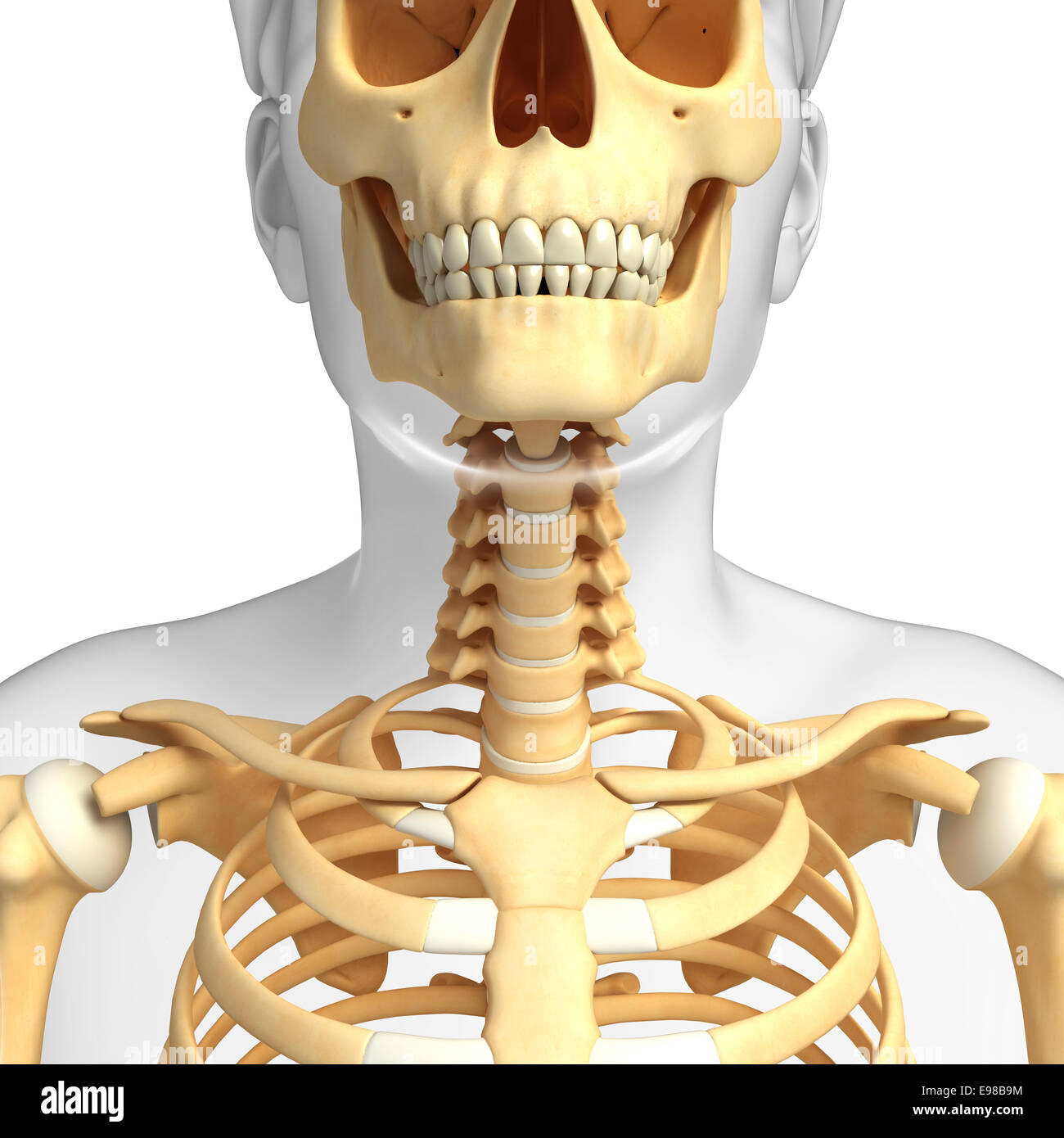 Illustration of human neck skeleton Stock Photo - Alamy