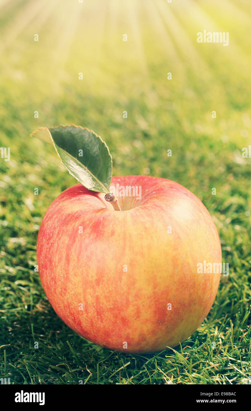 Freshly harvested single red apple with one leaf lying on green grass ...