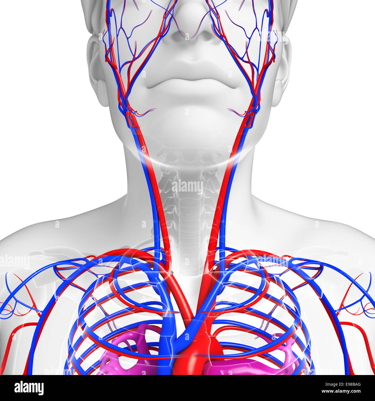 Illustration of neck circulatory system Stock Photo - Alamy