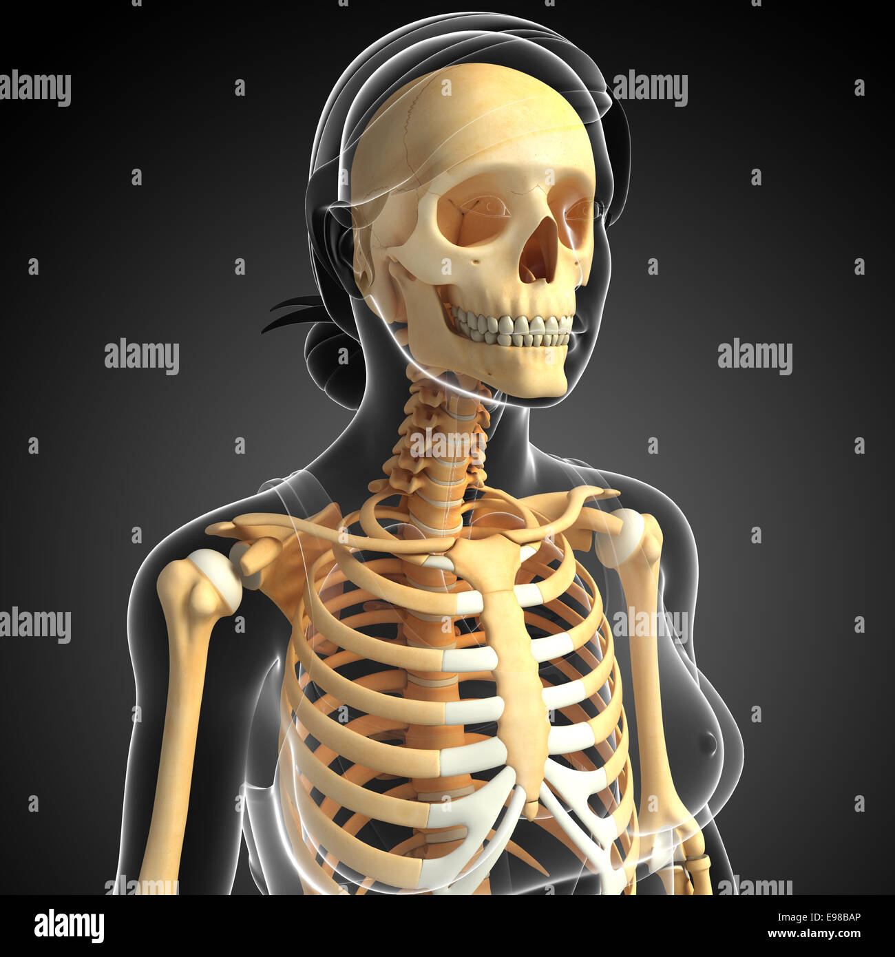 Illustration of human front view skeleton Stock Photo - Alamy