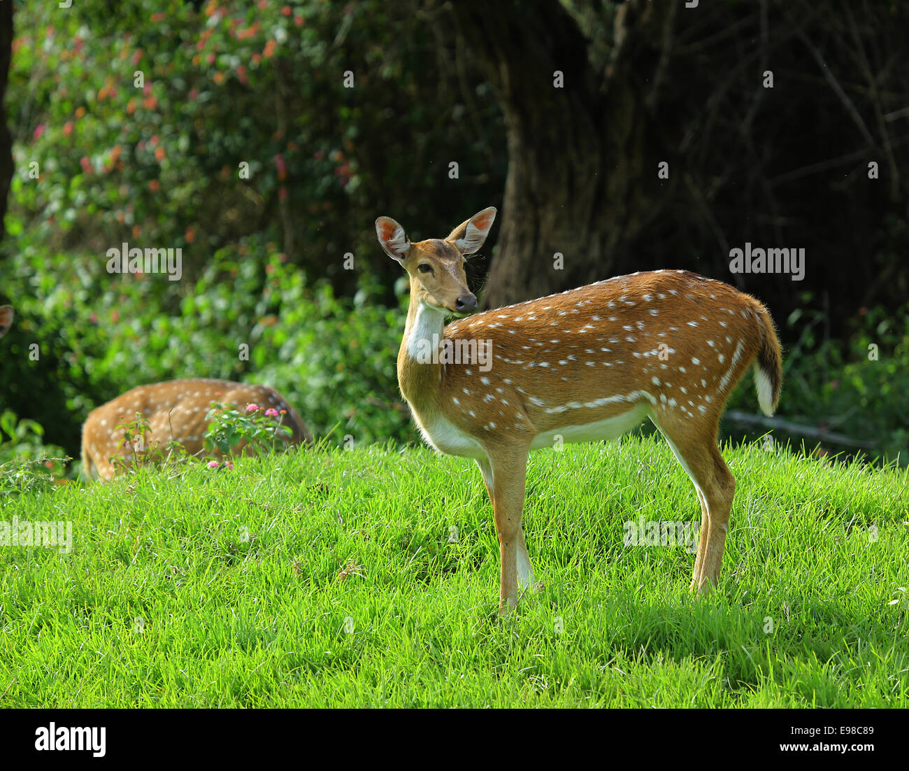 The Spotted Deer is the most commonly found member of the deer family ...