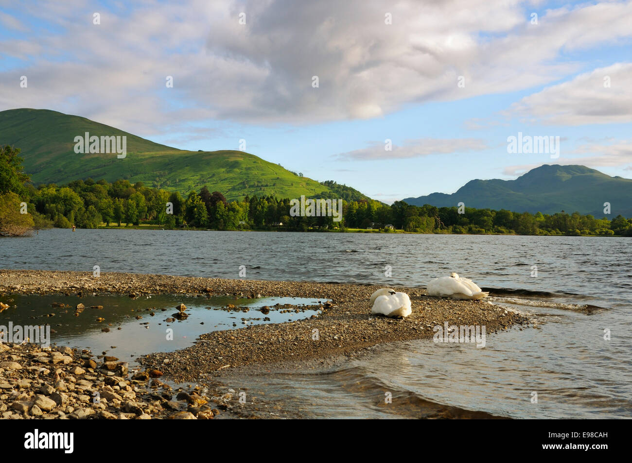 Swans on Loch Lomond Ben Lomond distant right Scotland Stock Photo - Alamy