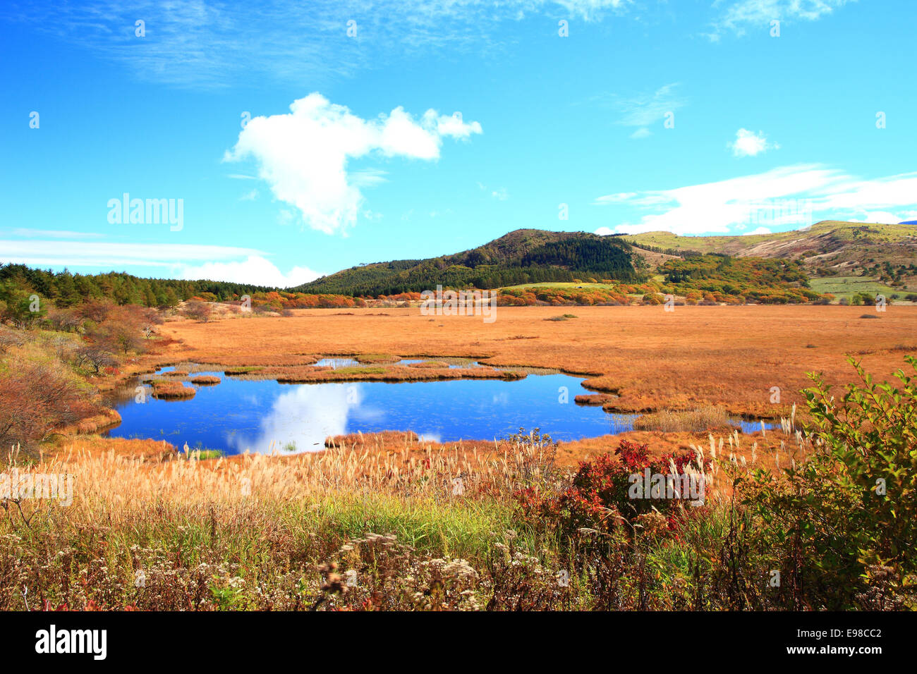 Yashimagahara swamp hi-res stock photography and images - Alamy