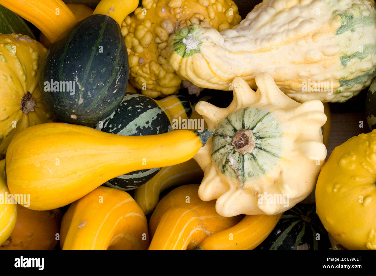 Pumpkin Patch Winter Squash Stock Photo - Alamy