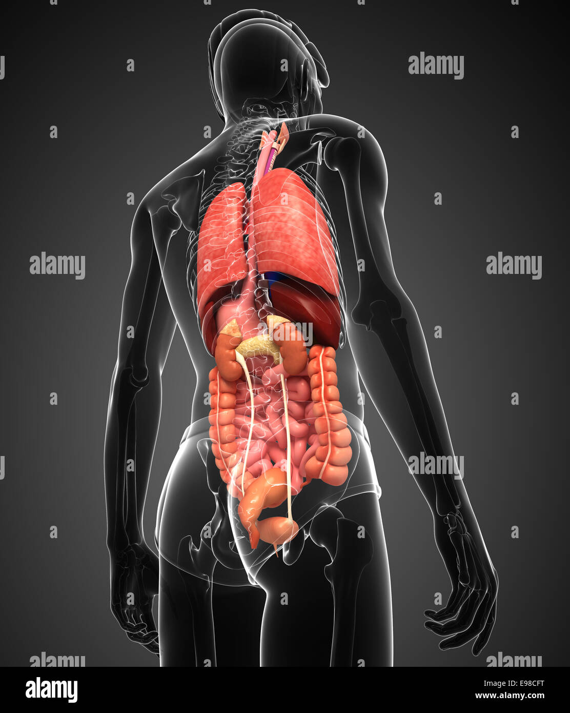 Illustration of male digestive system artwork Stock Photo - Alamy