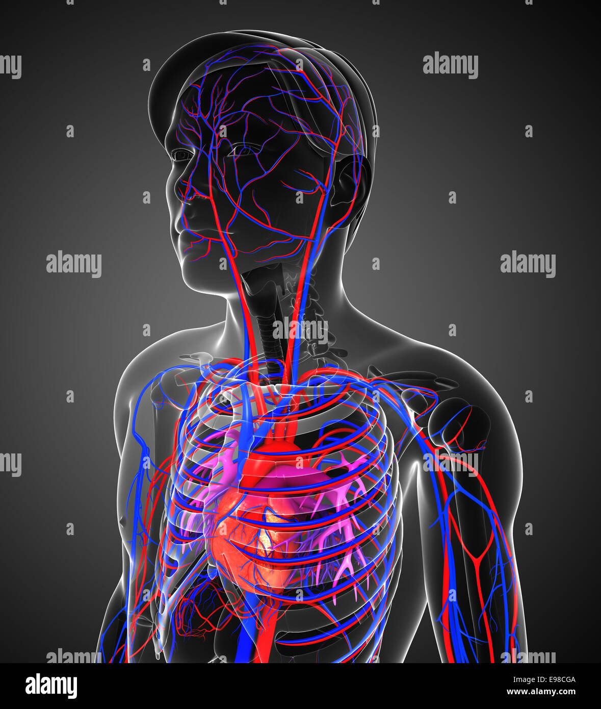 Illustration of Male heart circulatory system Stock Photo - Alamy