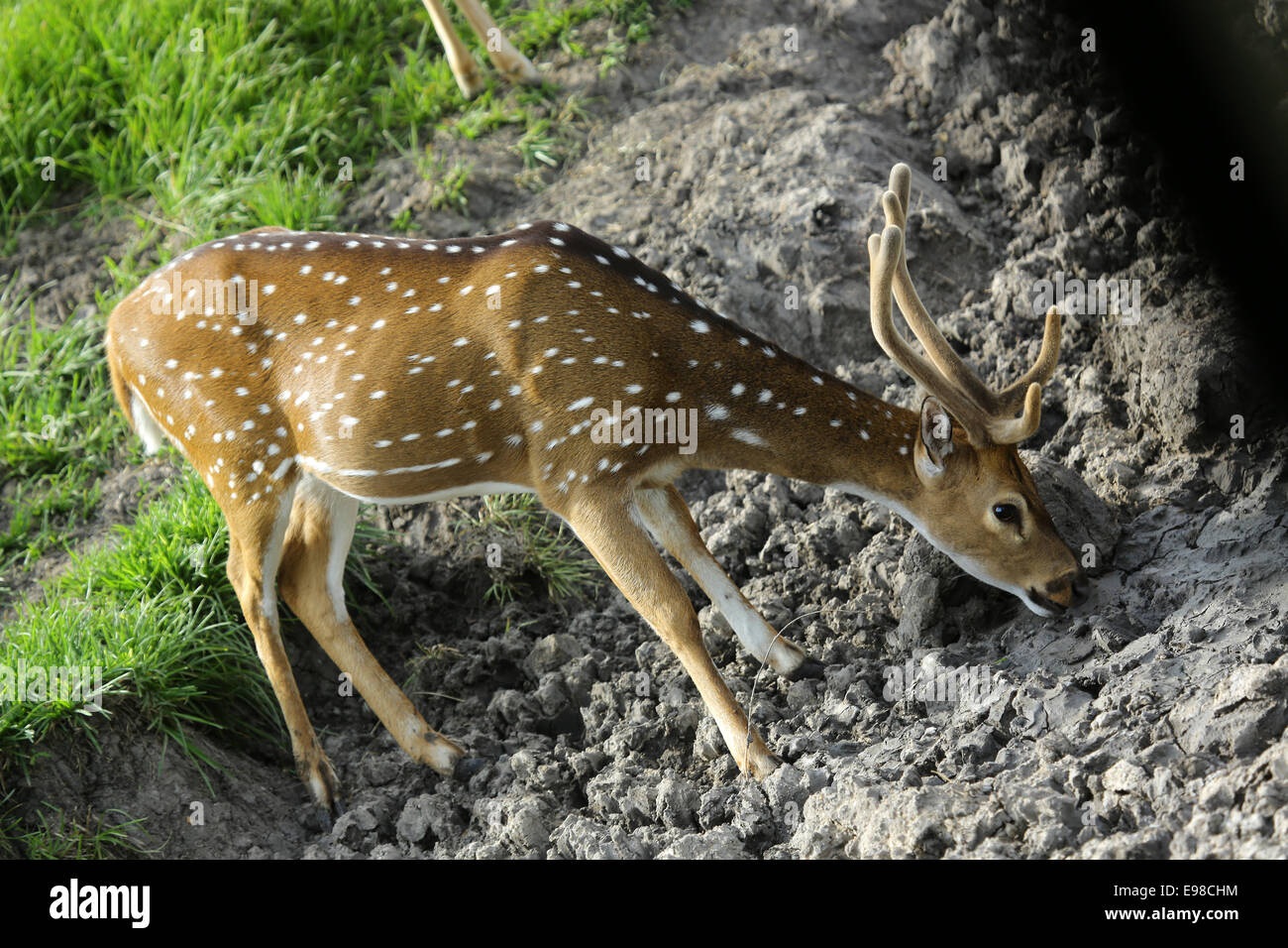 The Spotted Deer is the most commonly found member of the deer family ...