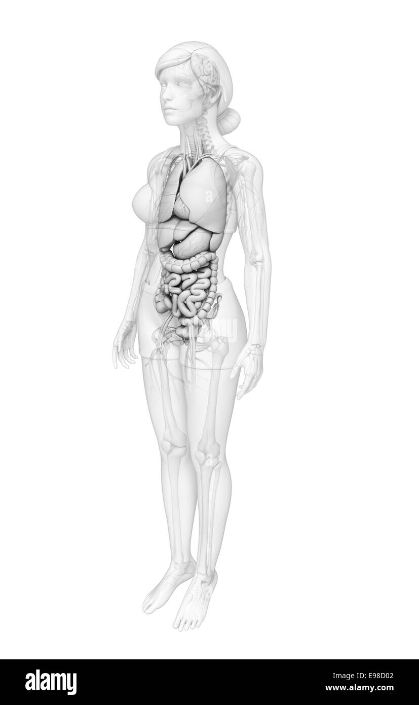 Female Human Digestive System Organs Black and White Stock Photos ...