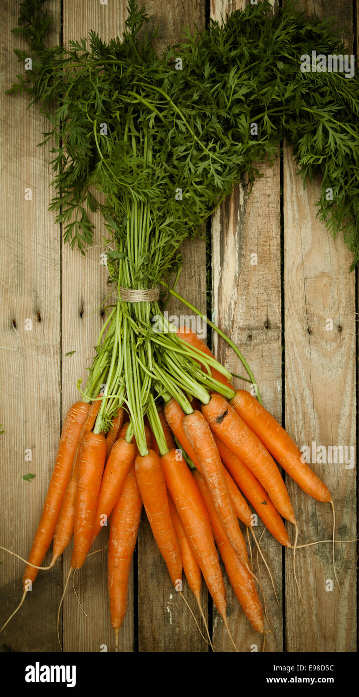 Overhead view of a bunch of fresh organic carrots at market with their ...