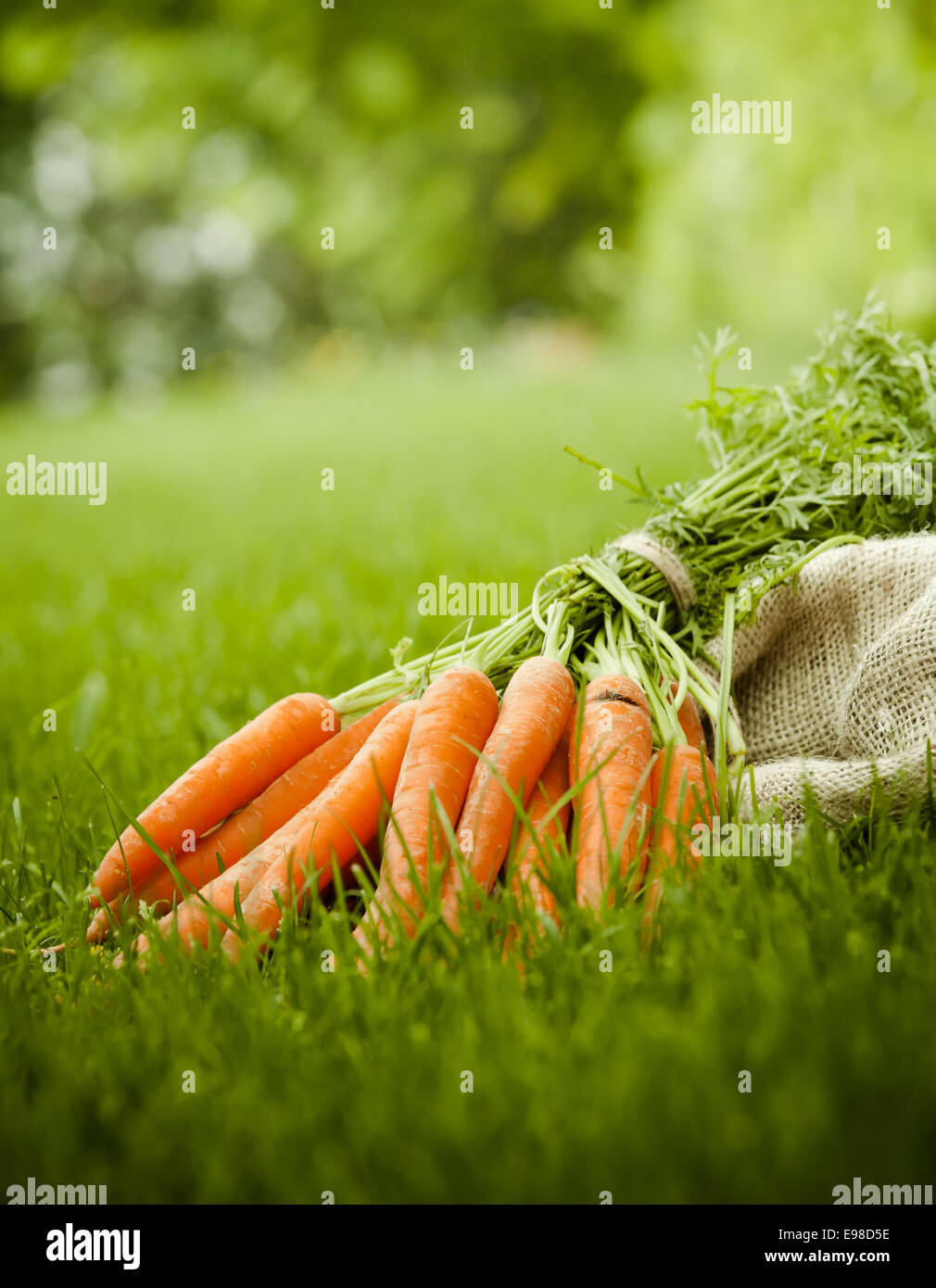 Freshly carrots hi-res stock photography and images - Alamy
