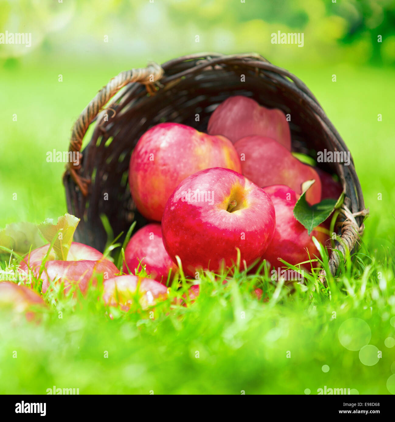 Farm fresh red apples in a wicker basket lying on its side in lush ...