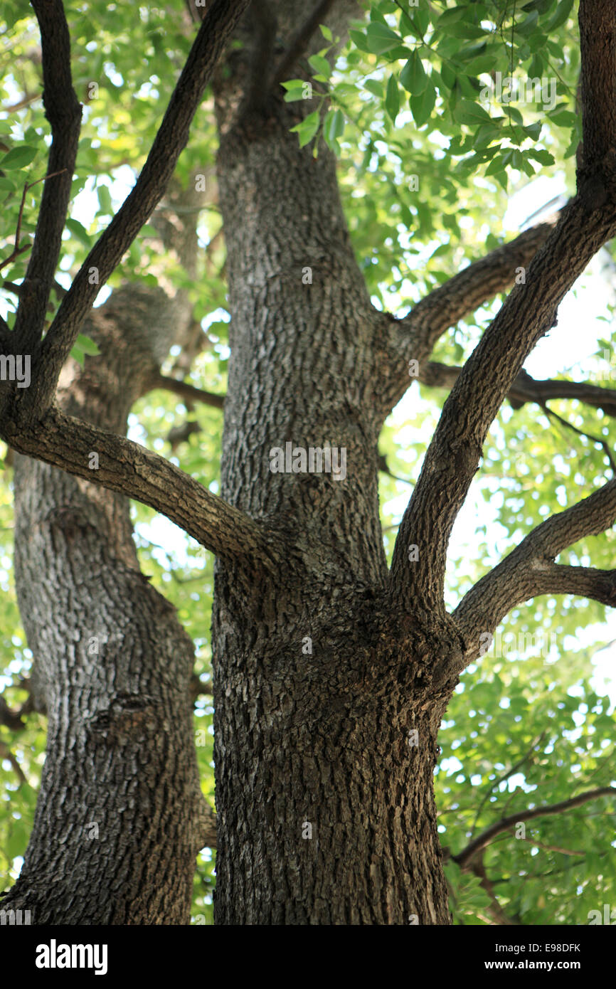 Sawtooth oak hi-res stock photography and images - Alamy