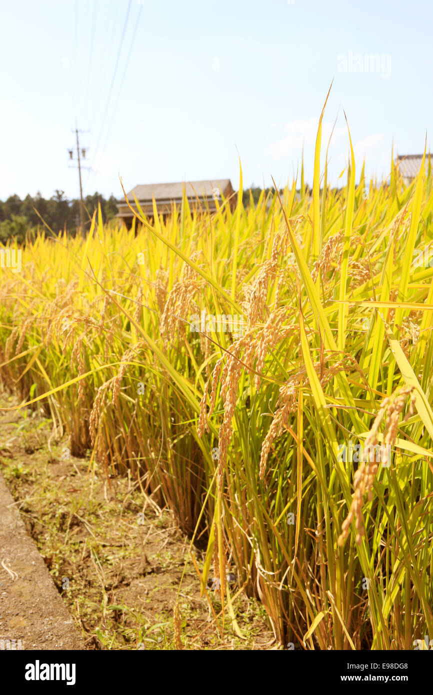 Pre harvest rice plant hi-res stock photography and images - Alamy