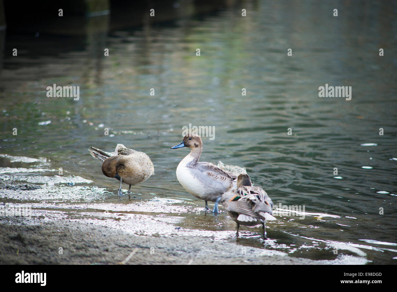 Duck herd in a pond Stock Photo - Alamy