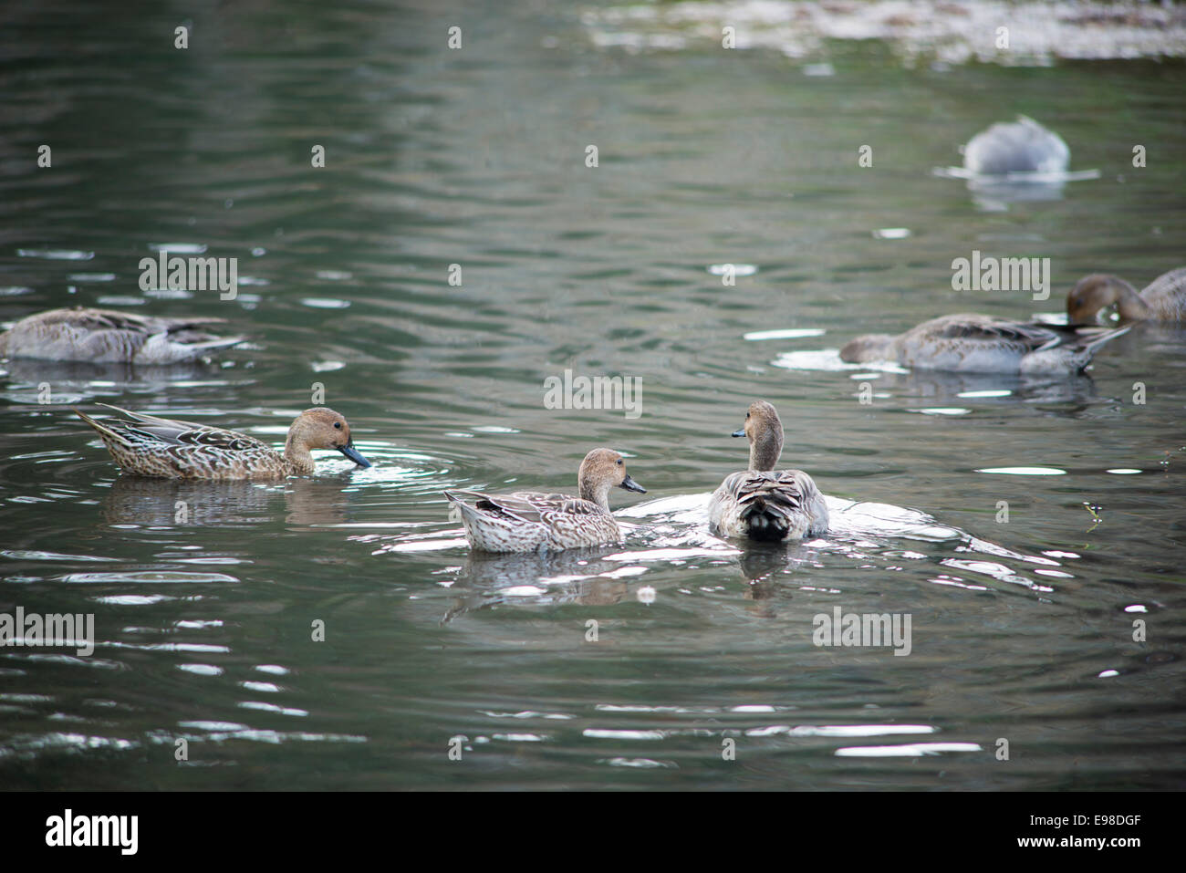 Duck herd in a pond Stock Photo - Alamy