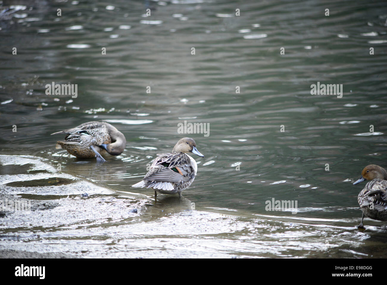 Duck herd in a pond Stock Photo - Alamy