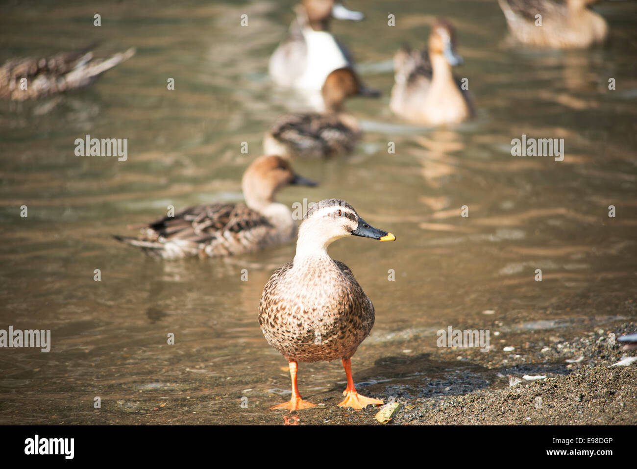 Duck herd in a pond Stock Photo - Alamy