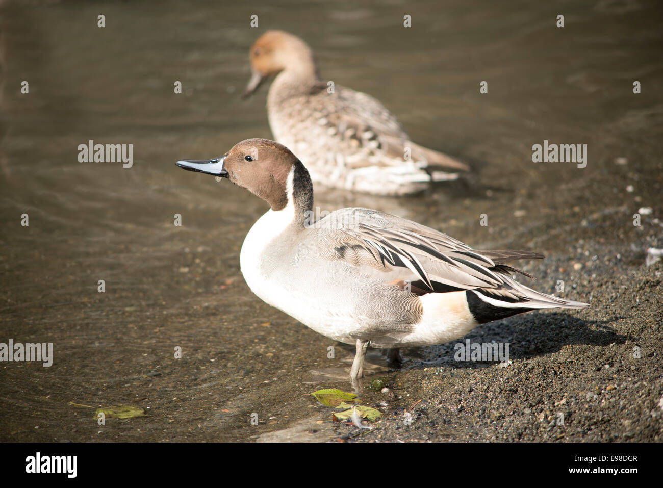 Duck herd in a pond Stock Photo - Alamy