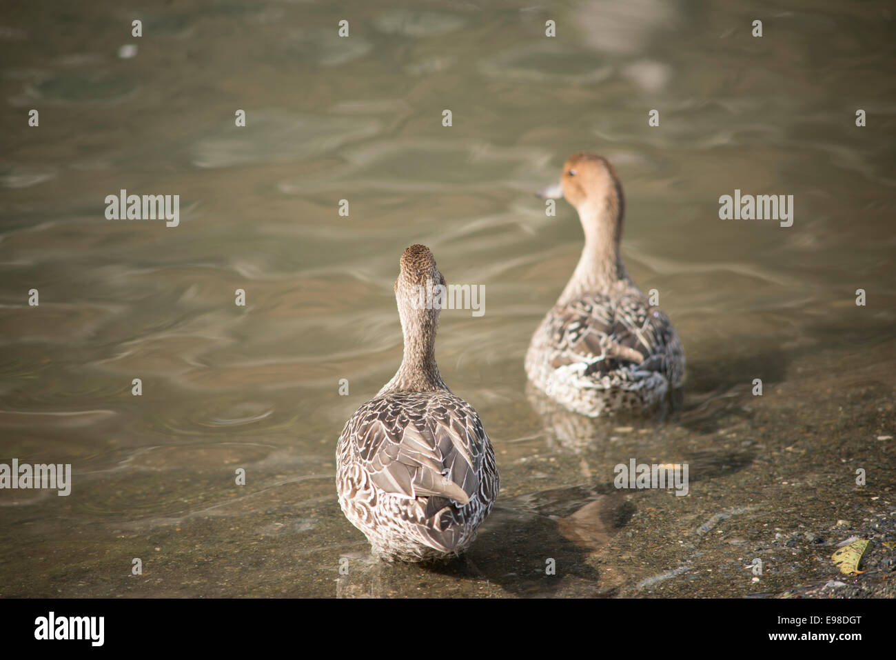 Duck herd in a pond Stock Photo - Alamy