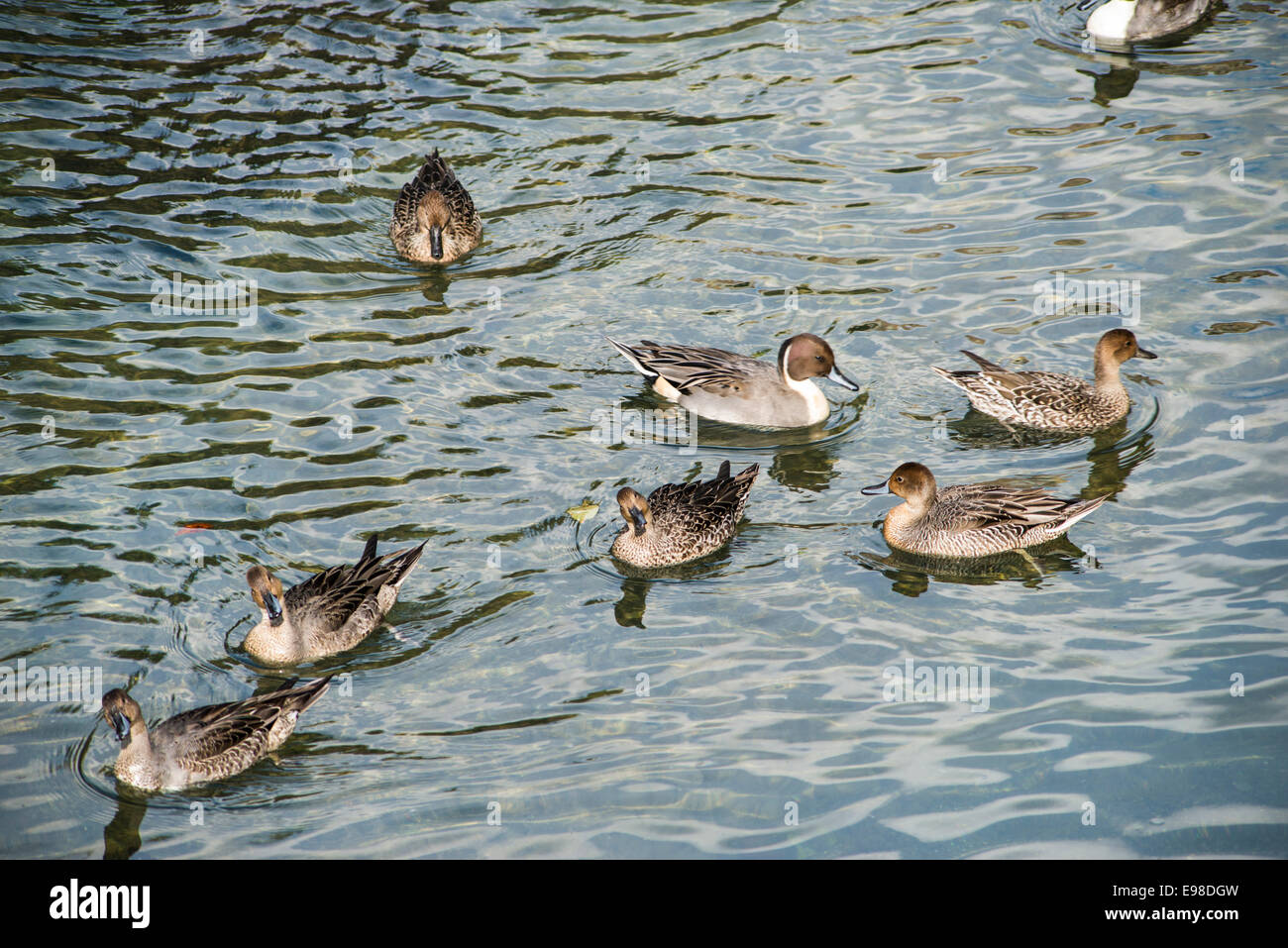 Duck herd in a pond Stock Photo - Alamy