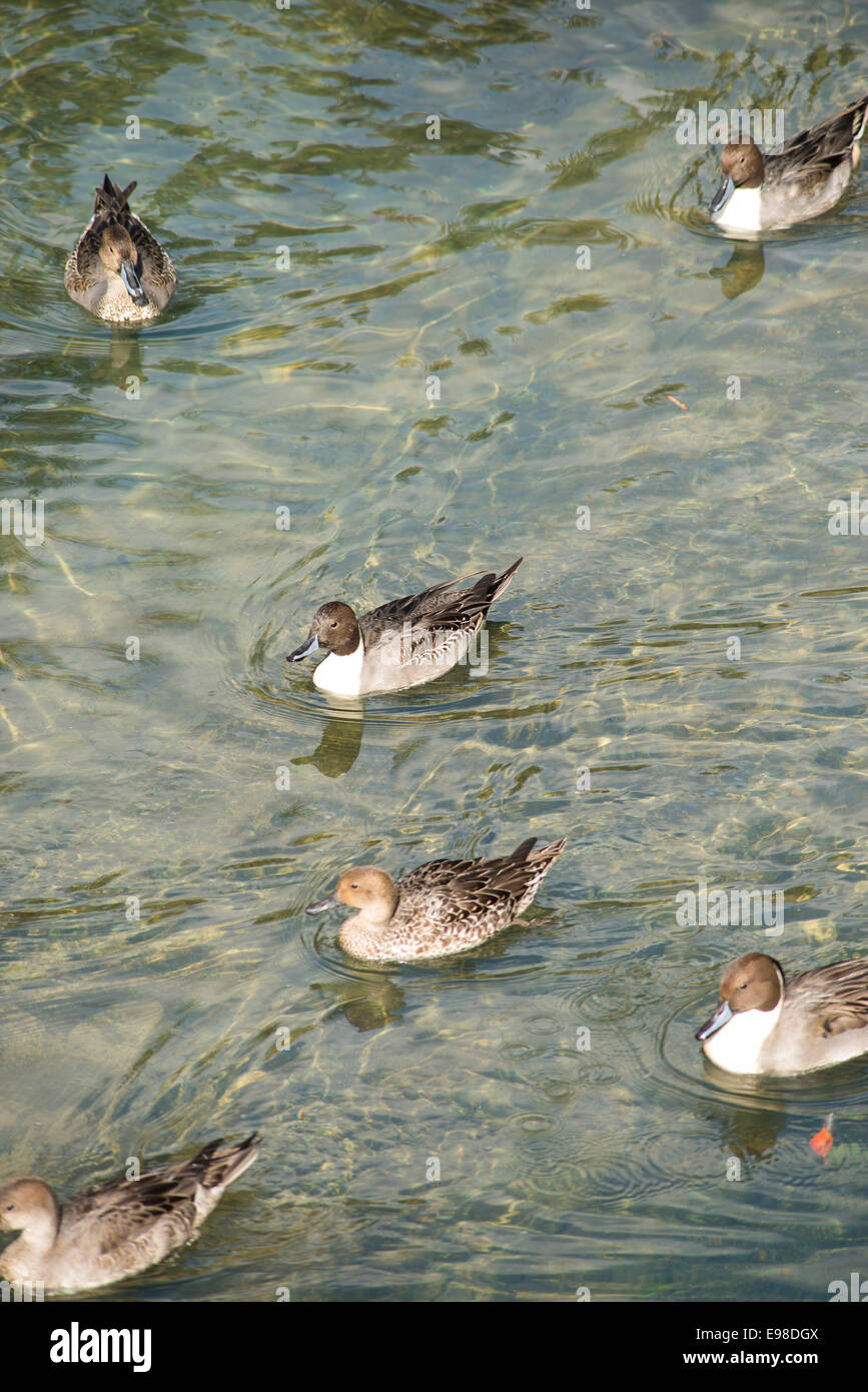 Duck herd in a pond Stock Photo - Alamy