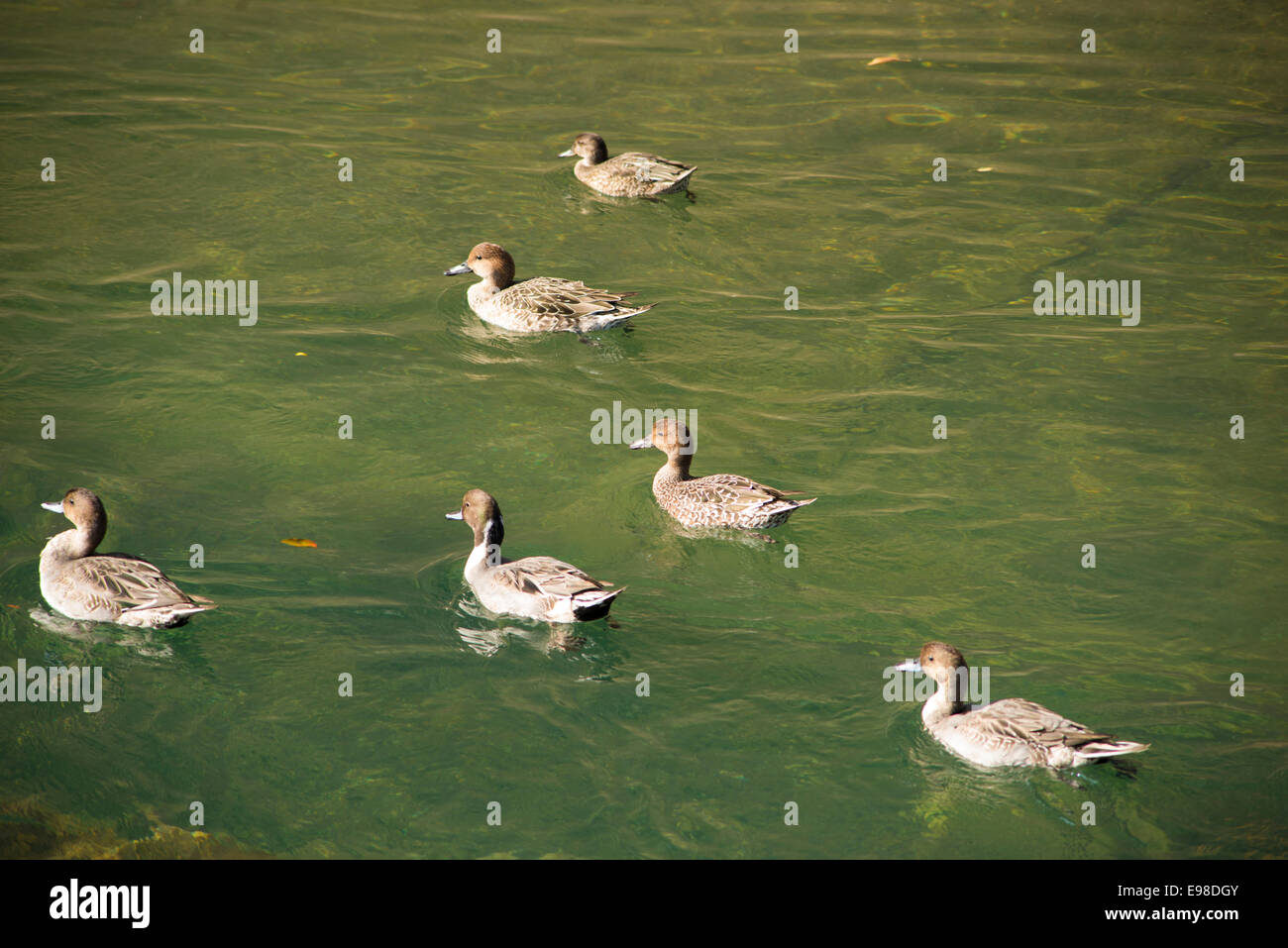 Duck herd in a pond Stock Photo - Alamy