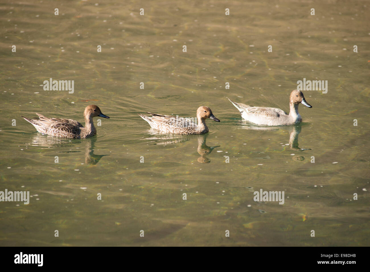 Duck herd in a pond Stock Photo - Alamy