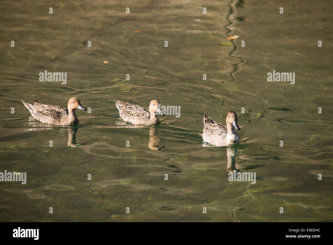 Duck herd in a pond Stock Photo - Alamy