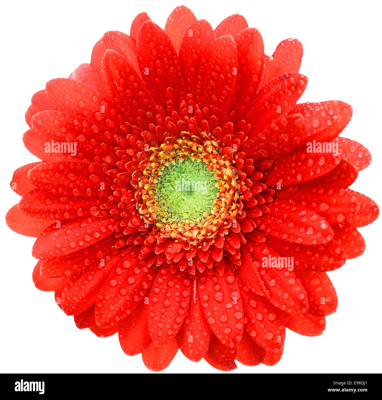 Gerbera daisy petals hi-res stock photography and images - Alamy