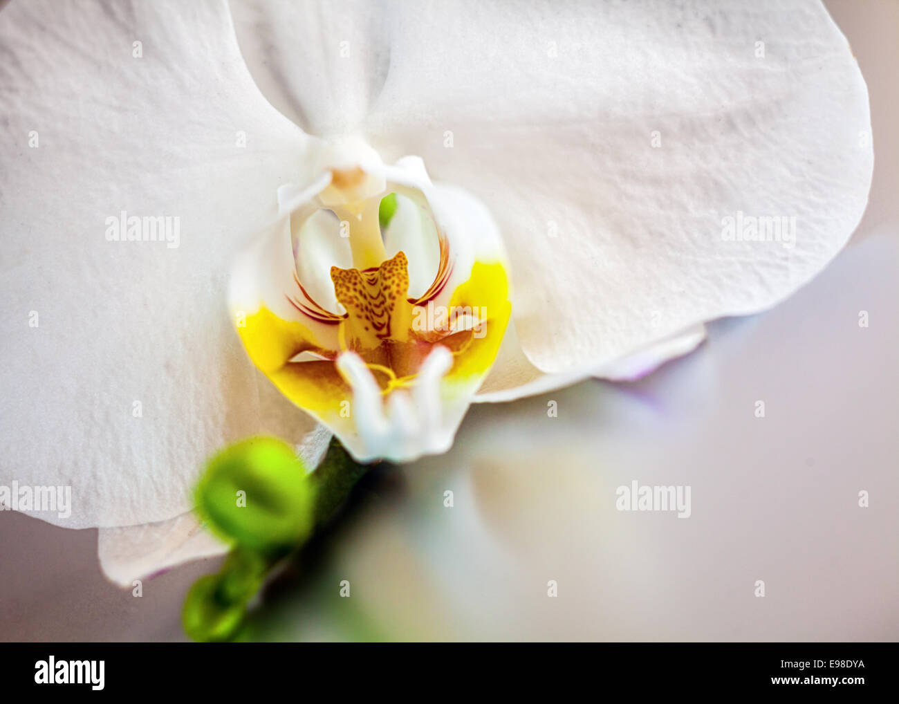 Detail of a beautiful white phalaenopsis orchid showing the colorful ...