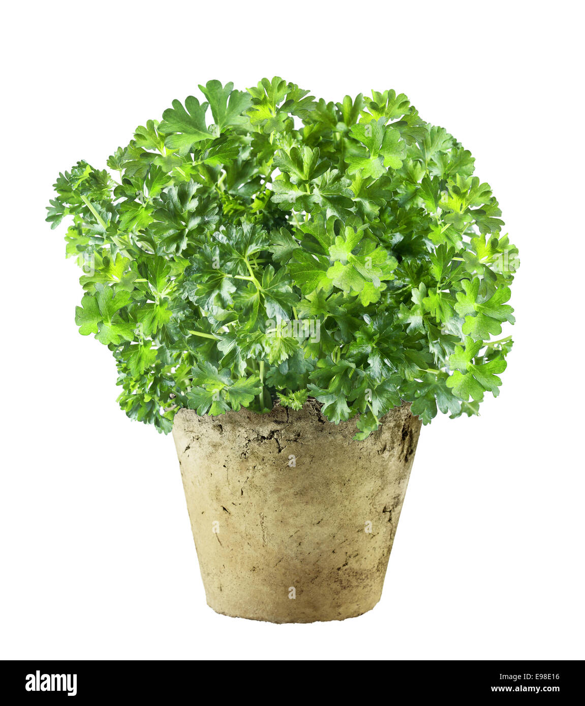 Flat leaf parsley hi-res stock photography and images - Alamy