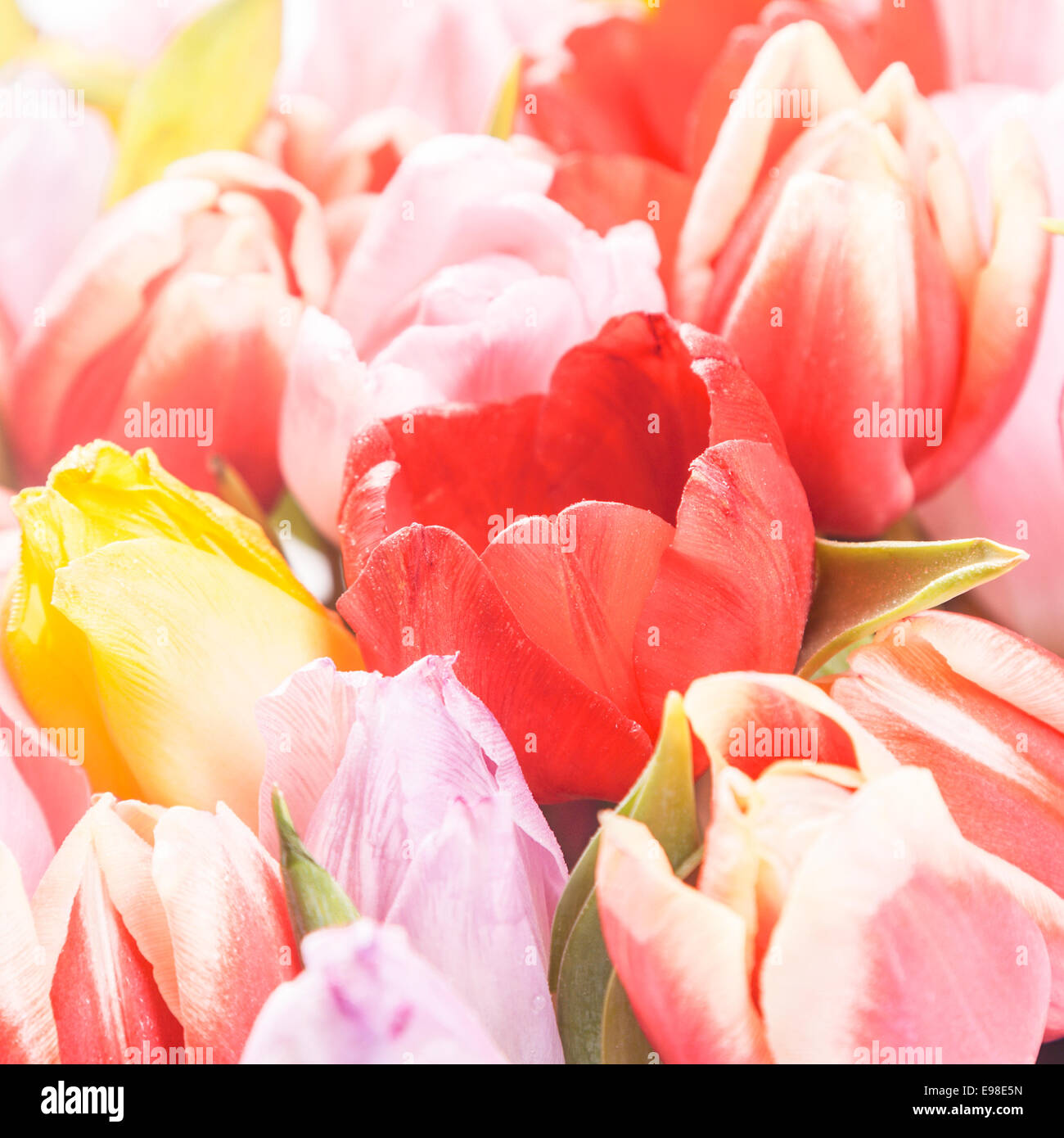 High key fresh spring background of a bunch of pink and yellow tulips ...