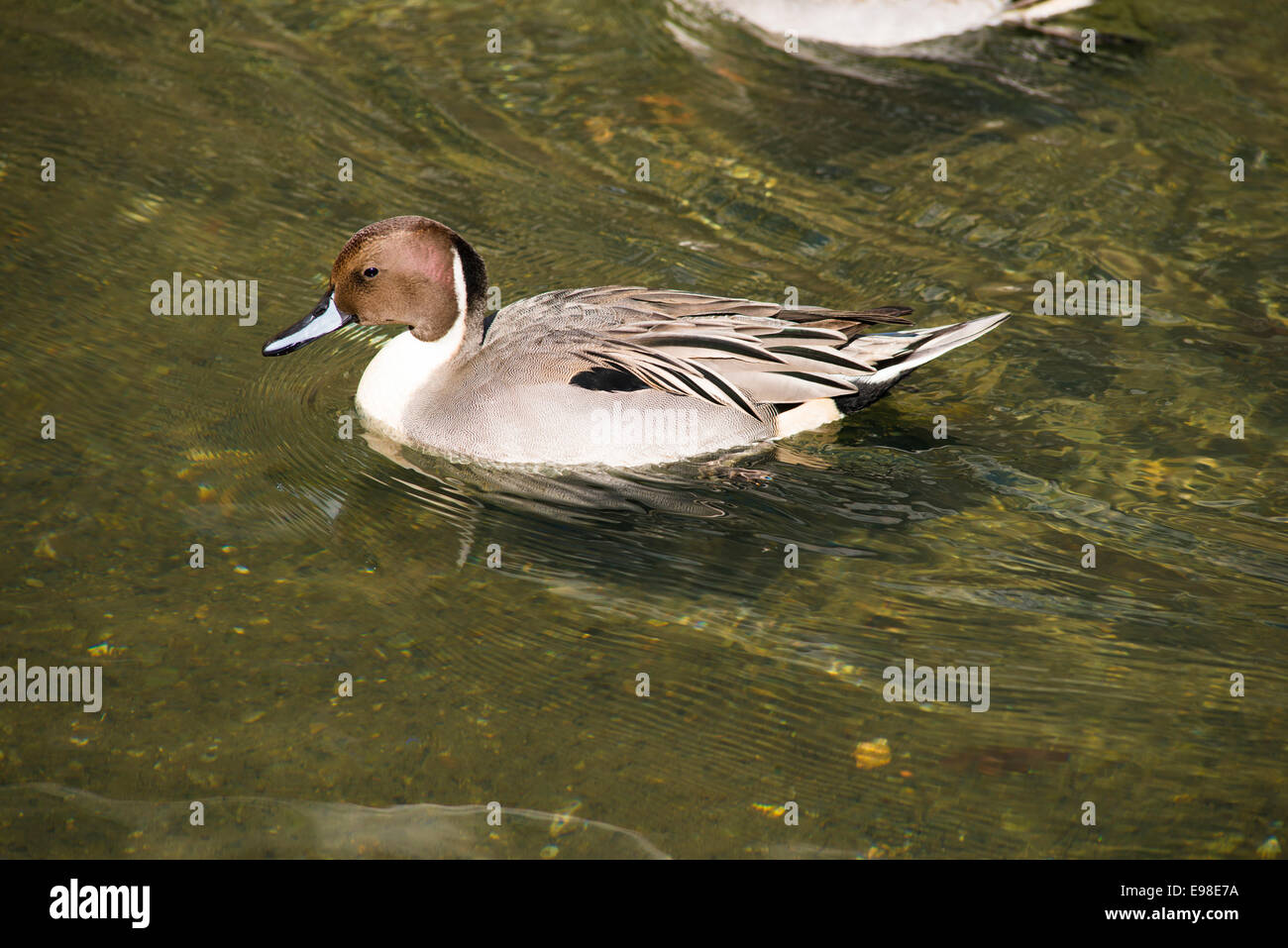 Duck in a pond Stock Photo - Alamy