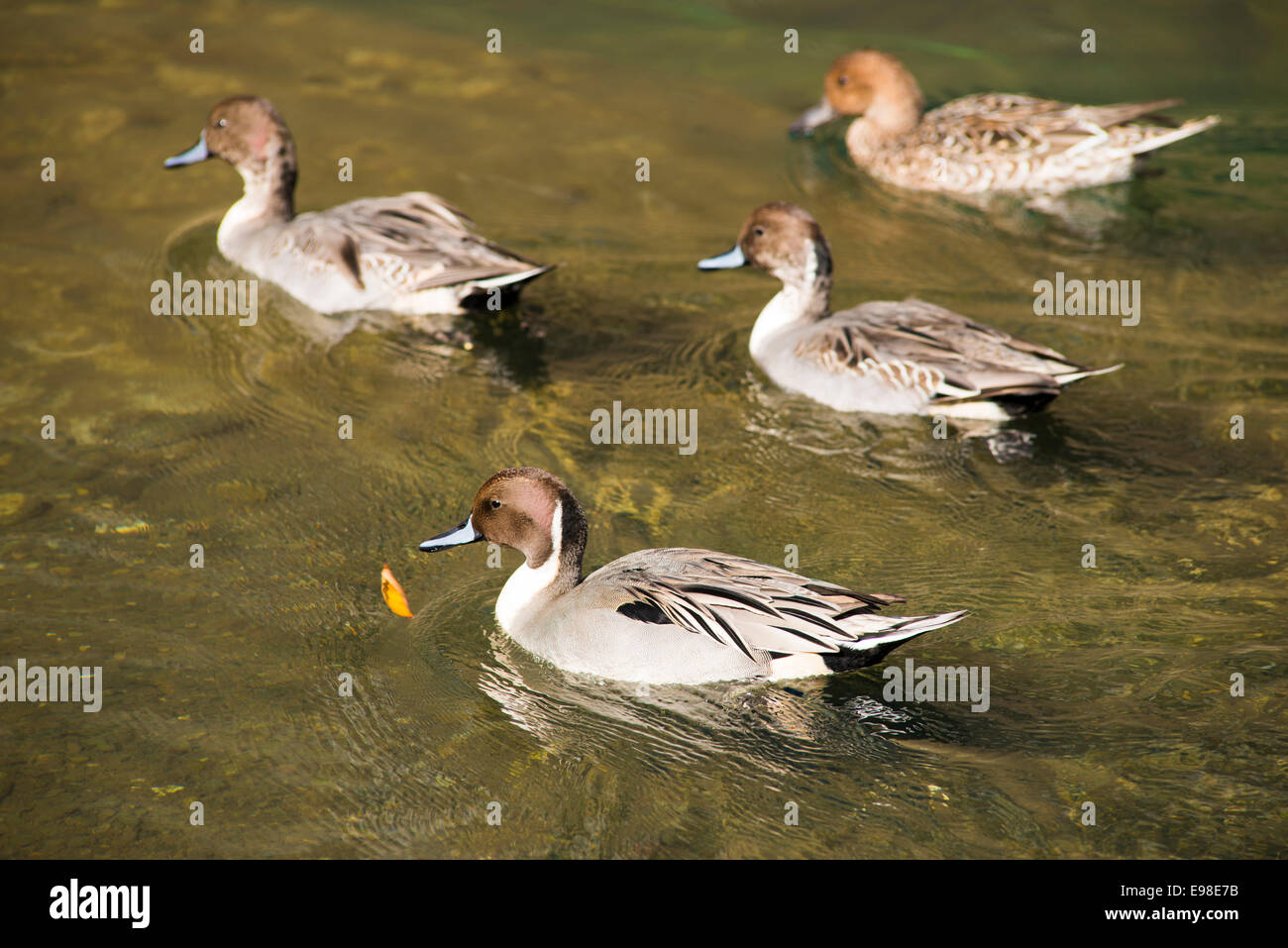 Duck herd in a pond Stock Photo - Alamy