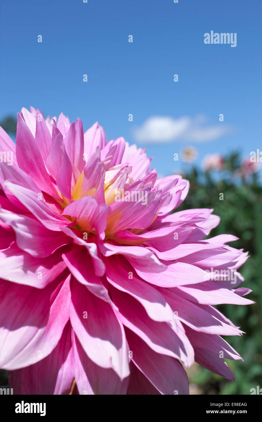 Dahlia heart hi-res stock photography and images - Alamy