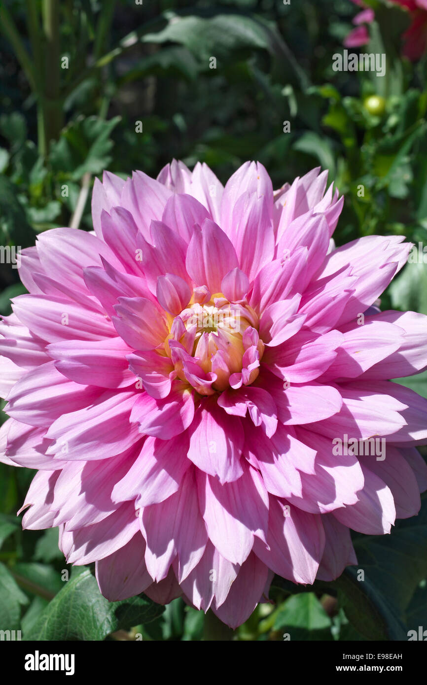 Dahlia heart hi-res stock photography and images - Alamy