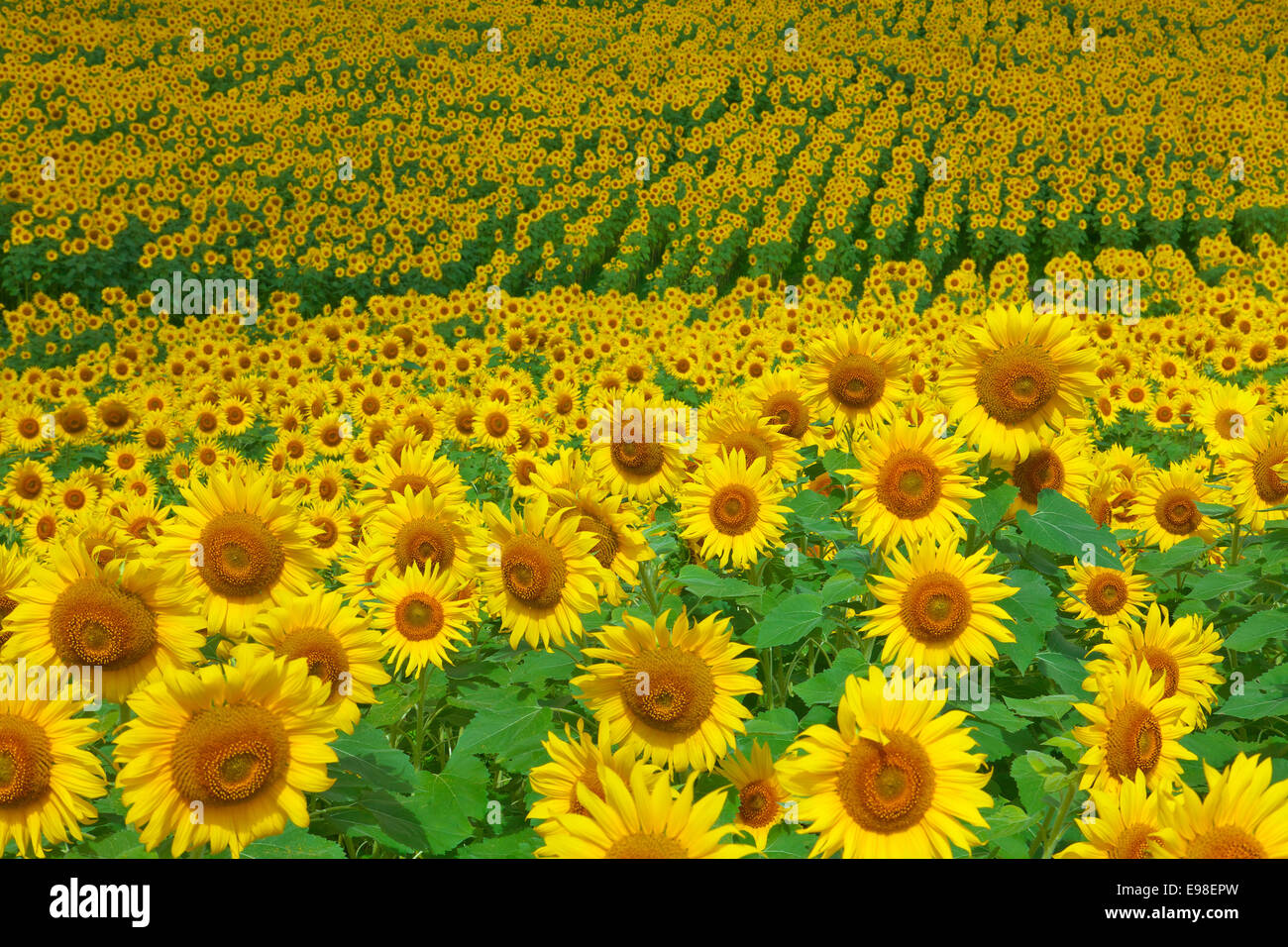 Side view of sunflower hi-res stock photography and images - Alamy