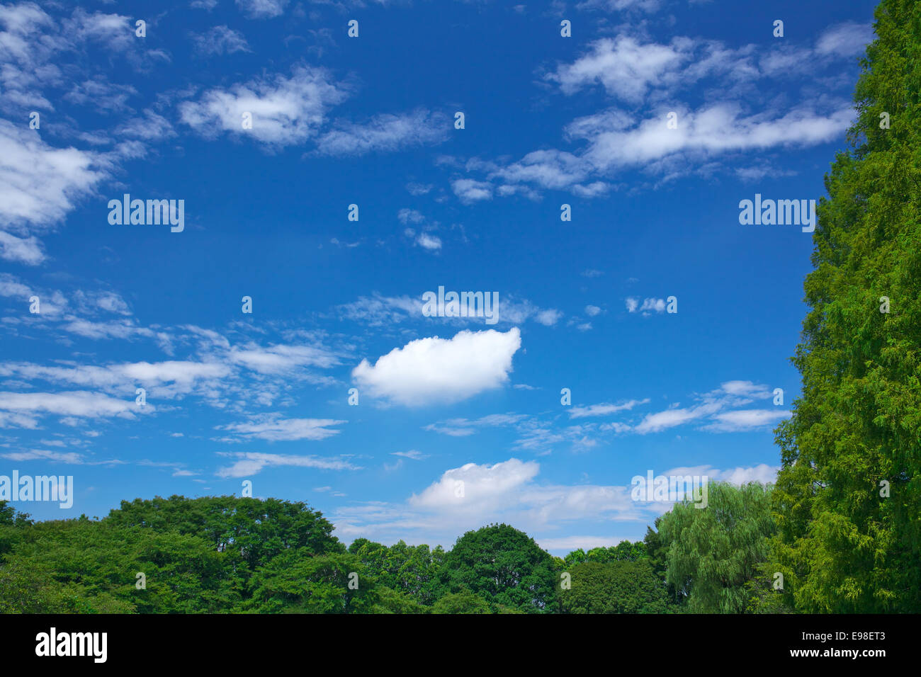 Trees and sky with clouds Stock Photo - Alamy