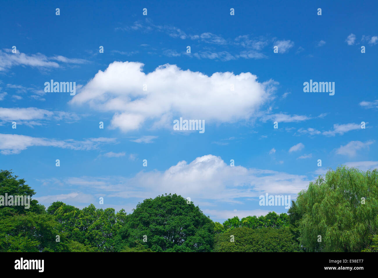 Trees and sky with clouds Stock Photo - Alamy