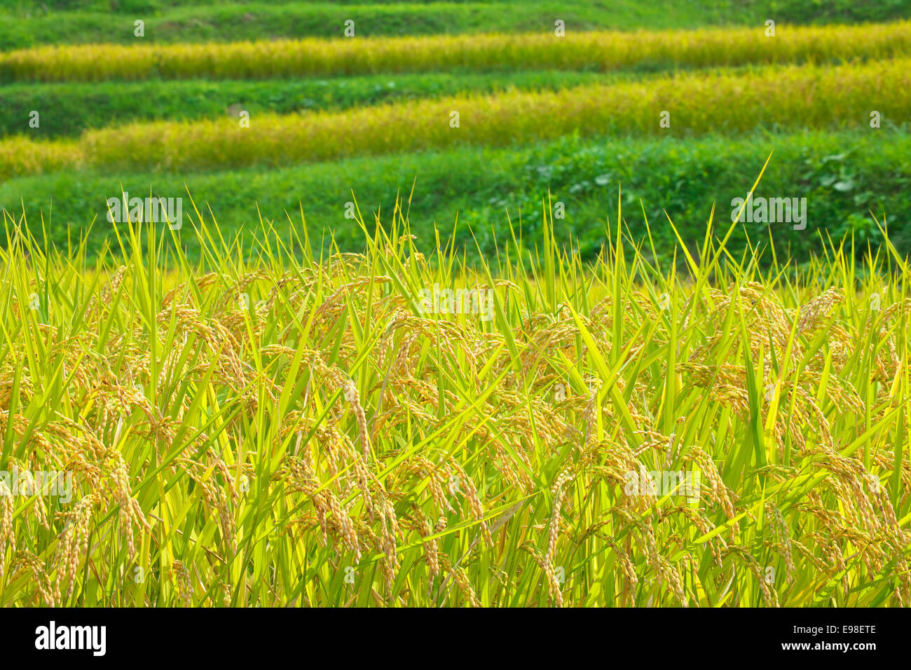 Stepped rice field hi-res stock photography and images - Alamy