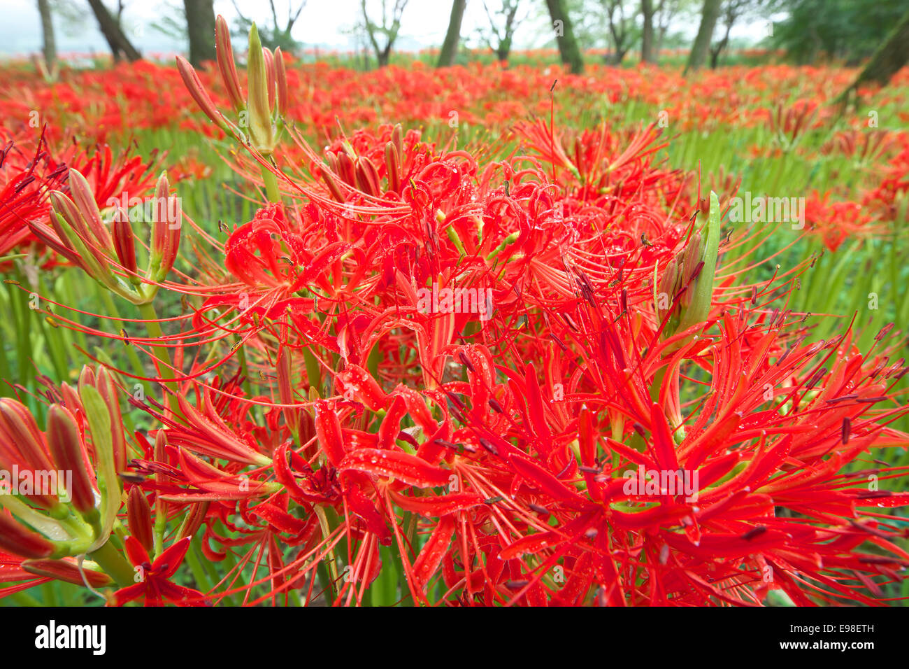 Kinchakuda hi-res stock photography and images - Alamy