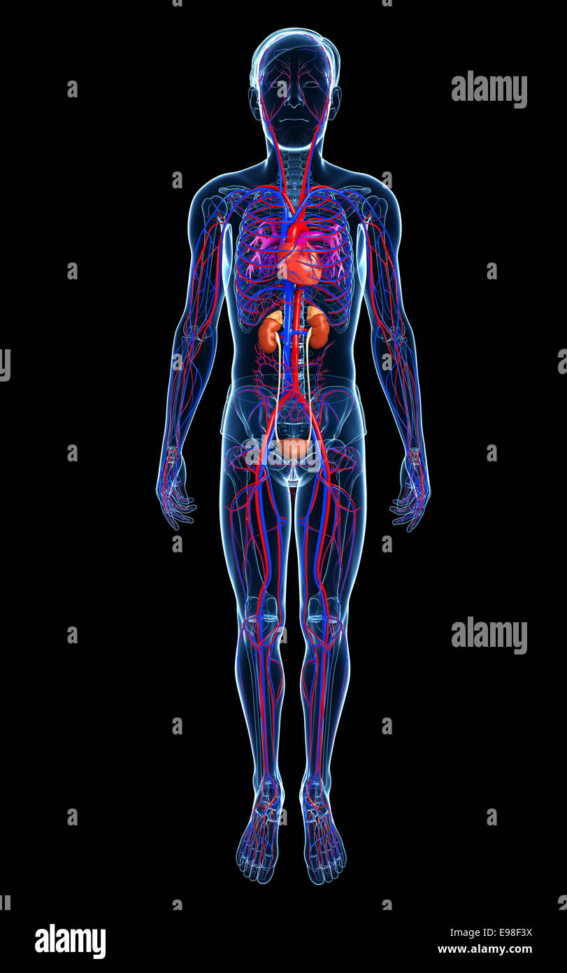 Illustration of Male circulatory system Stock Photo - Alamy